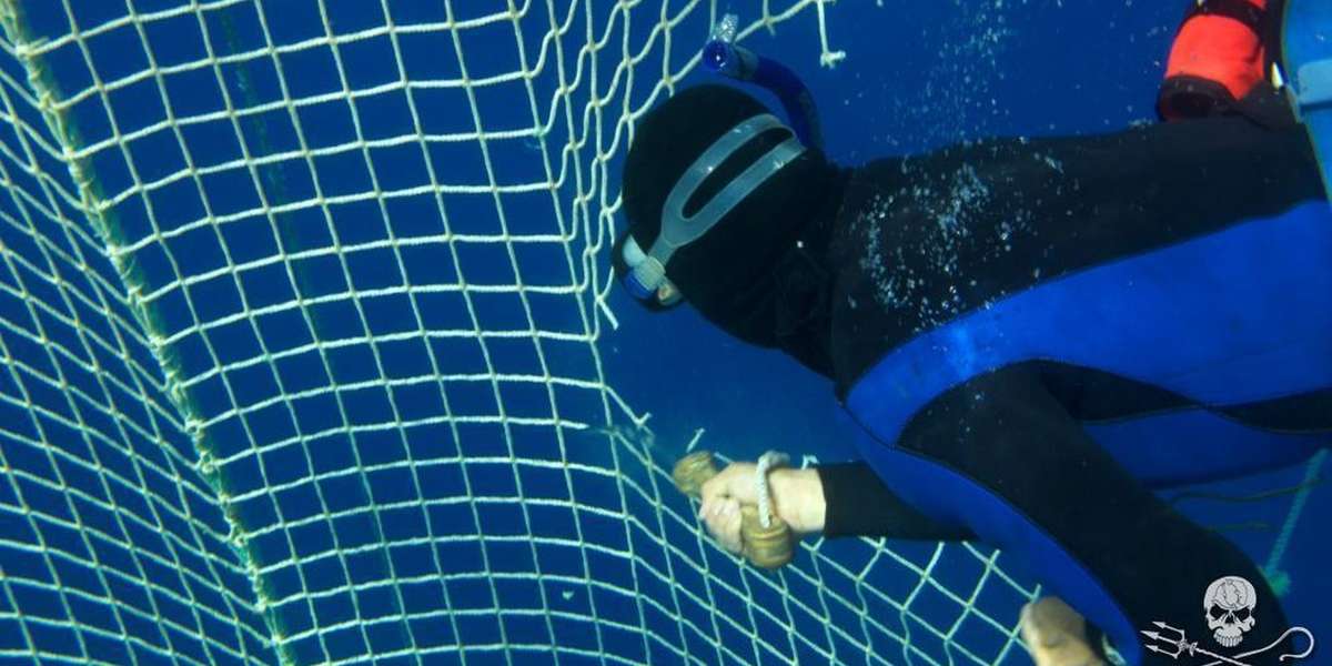 Illegal Fishing Operation Gets Smacked Down In Court - The Dodo