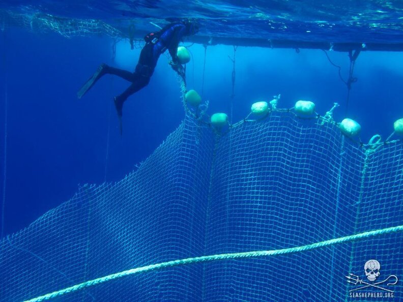 Illegal Fishing Operation Gets Smacked Down In Court - The Dodo