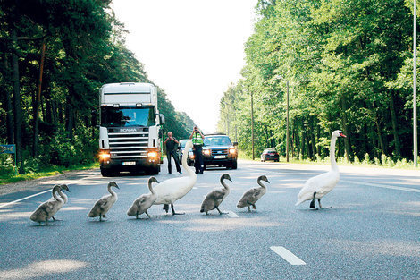 15 Animals Who Literally Crossed The Road - The Dodo