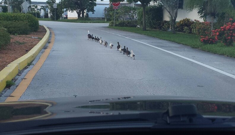 15 Animals Who Literally Crossed The Road - The Dodo