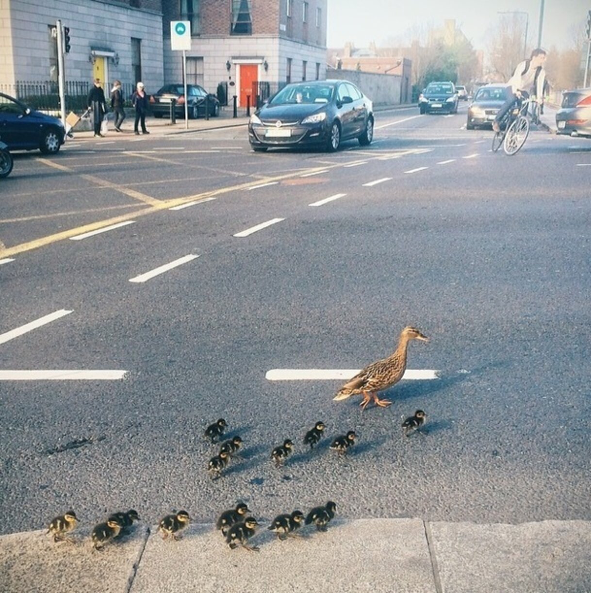 15 Animals Who Literally Crossed The Road - The Dodo