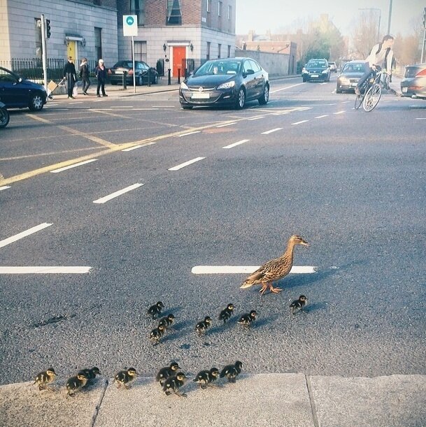15 Animals Who Literally Crossed The Road - The Dodo