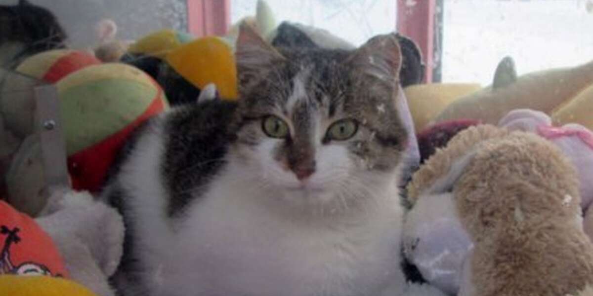 Cat Escapes Cold By Climbing Into Claw Game Vending Machine - The Dodo