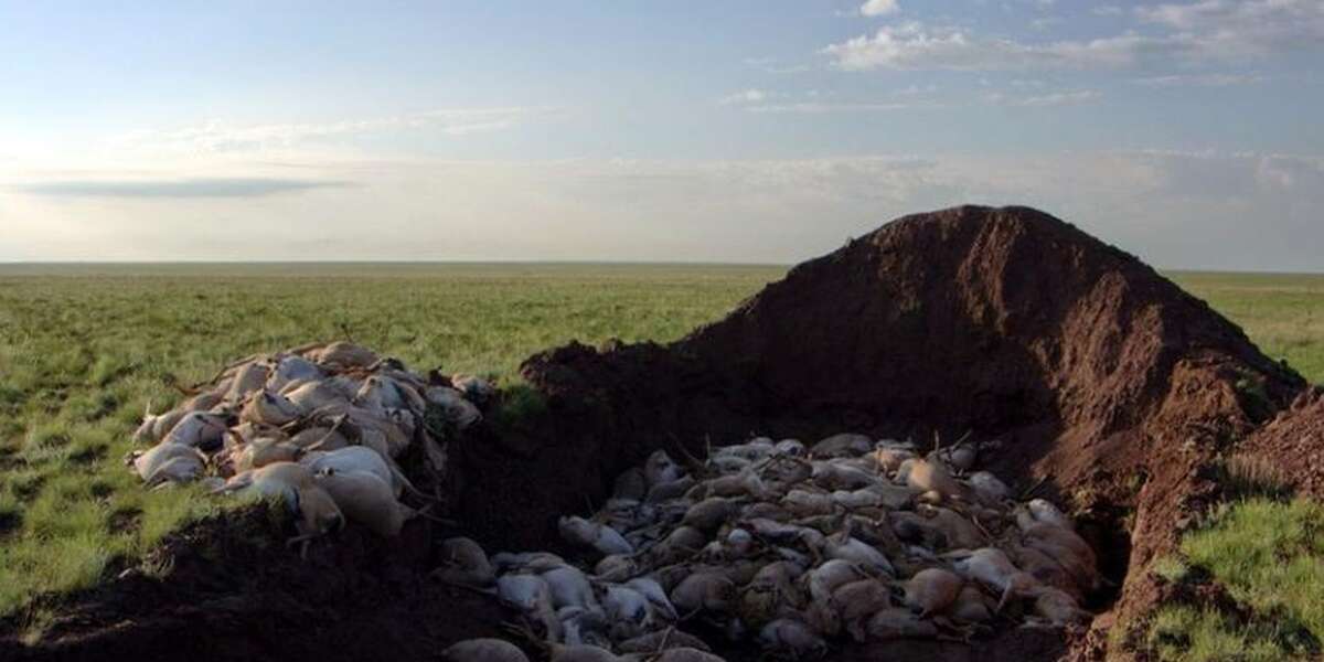 Mass Grave Built For More Than Half Of An Entire Species - The Dodo