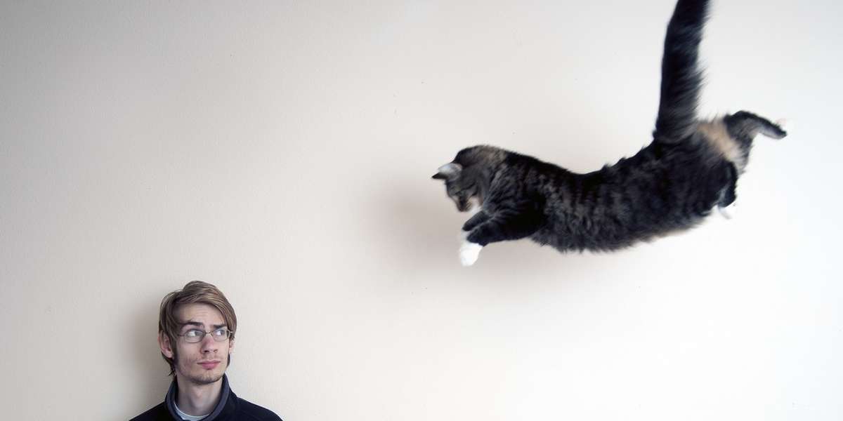 Cats Are Totally Better Than People. Here's Why. - The Dodo