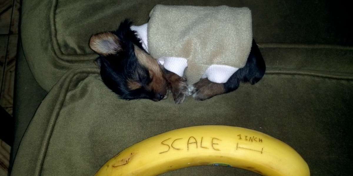 15 Tiny Puppies You Can't Believe Are Even Real - The Dodo