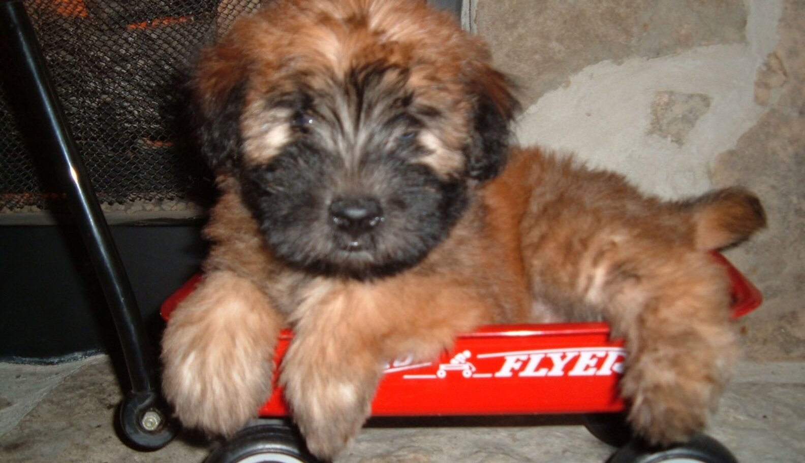 15 Tiny Puppies You Can't Believe Are Even Real - The Dodo