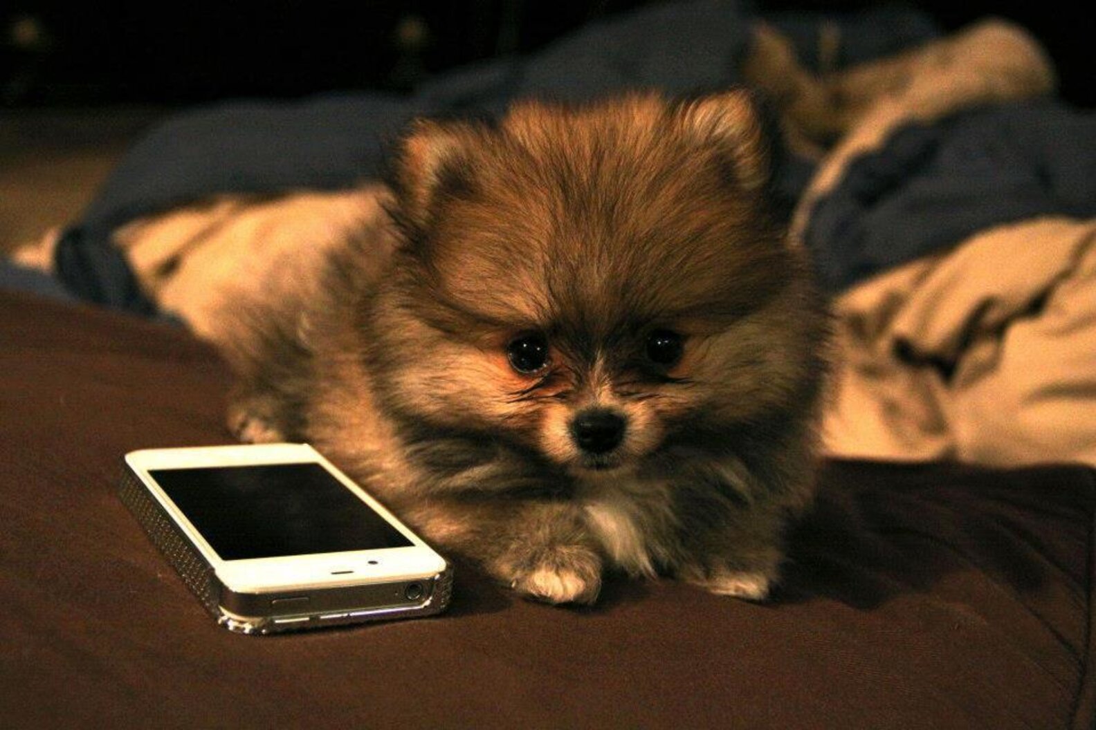15 Tiny Puppies You Can't Believe Are Even Real - The Dodo