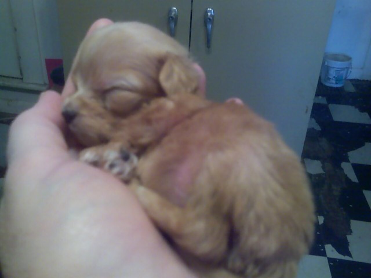 15 Tiny Puppies You Can't Believe Are Even Real - The Dodo