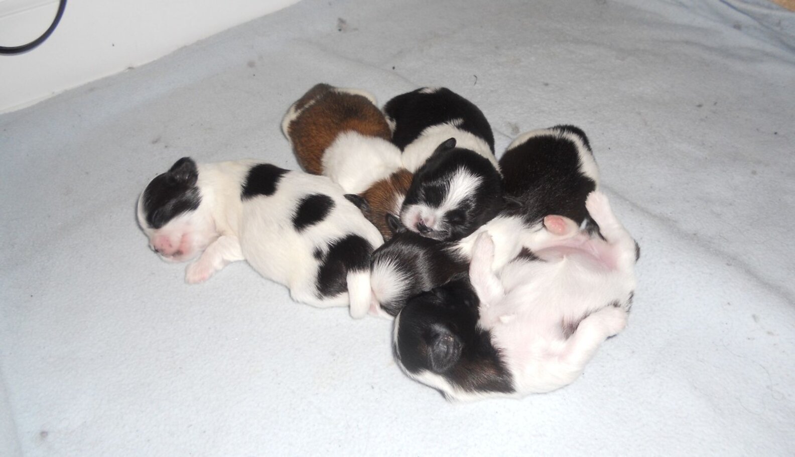 15 Tiny Puppies You Can't Believe Are Even Real - The Dodo