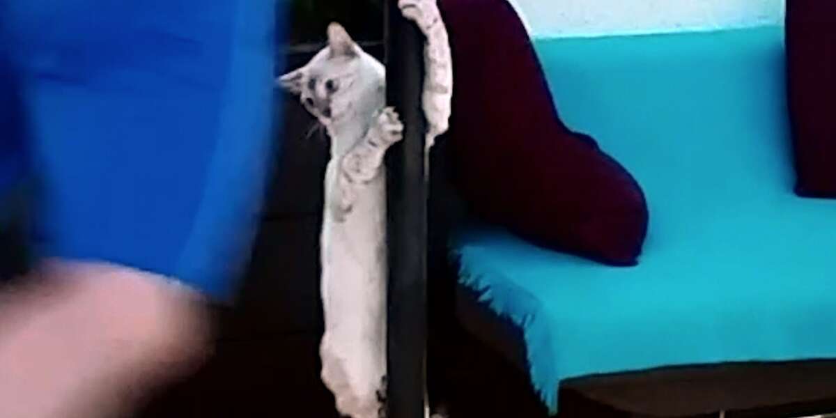Guy Does A Pole Dance With His Cat - The Dodo
