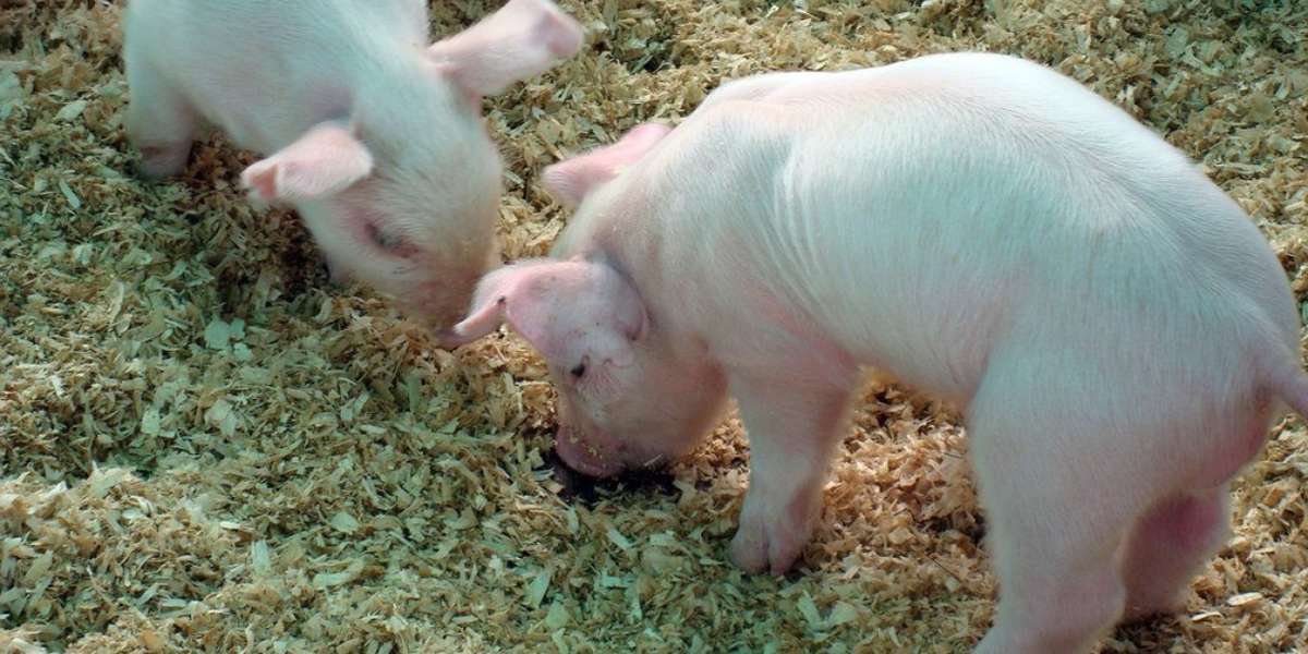VIDEO: The Brutal Basics of Factory Farming - The Dodo