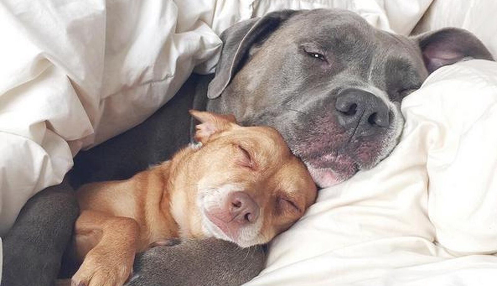 Big And Little Dog Best Friends Reinvent Spooning - The Dodo