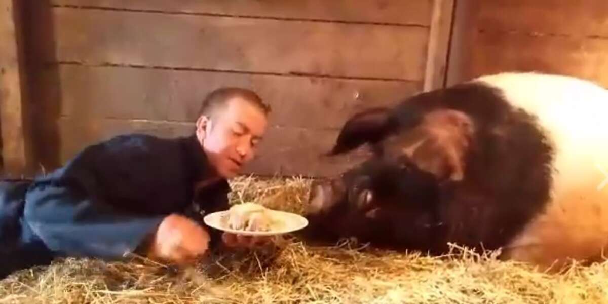 Rescued Senior Pig Purrs When He Eats Out Of His Dad's Hands - The Dodo