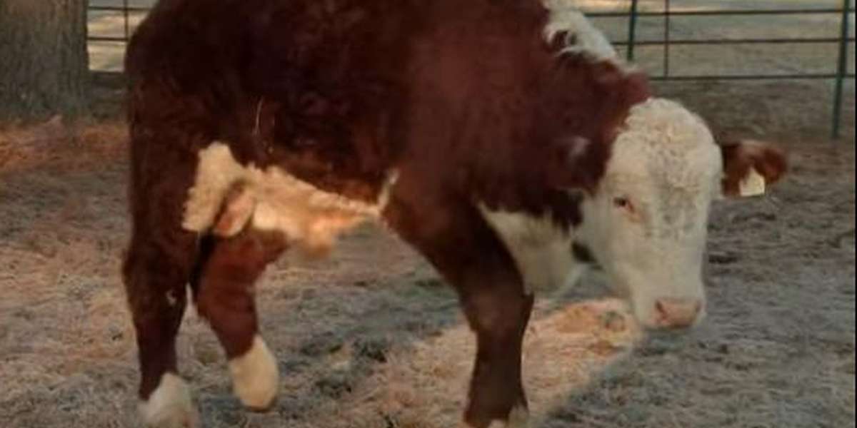 Severely Injured Bull Saved By The Most Unlikely Person - The Dodo