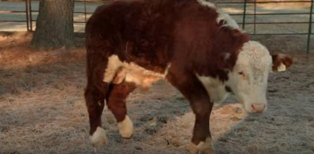 Severely Injured Bull Saved By The Most Unlikely Person - The Dodo