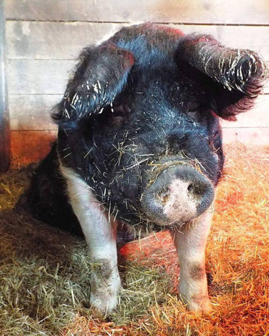 Rescued Senior Pig Purrs When He Eats Out Of His Dad's Hands - The Dodo