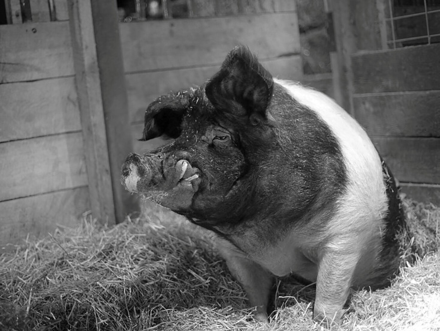 Rescued Senior Pig Purrs When He Eats Out Of His Dad's Hands - The Dodo