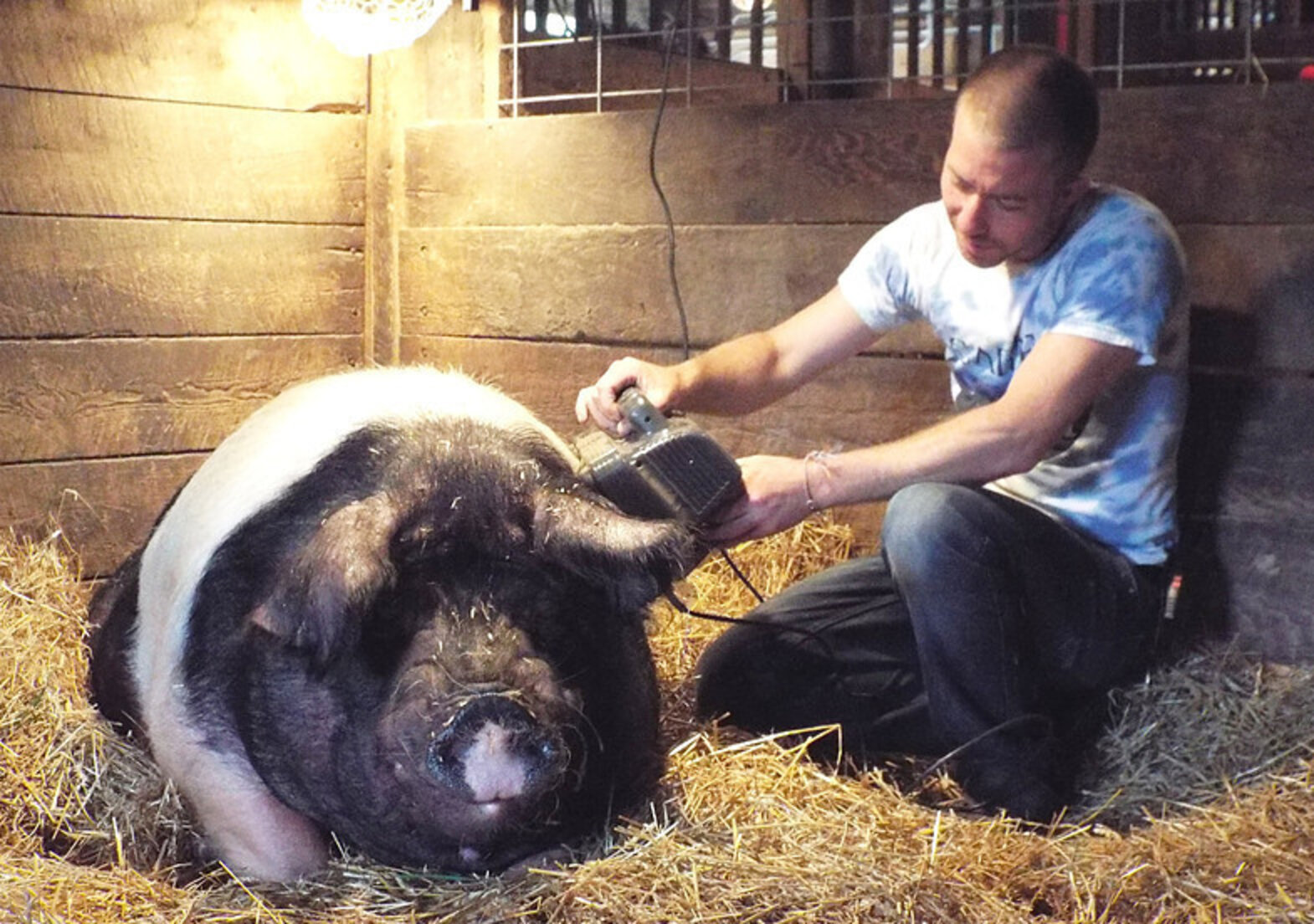 Rescued Senior Pig Purrs When He Eats Out Of His Dad's Hands - The Dodo