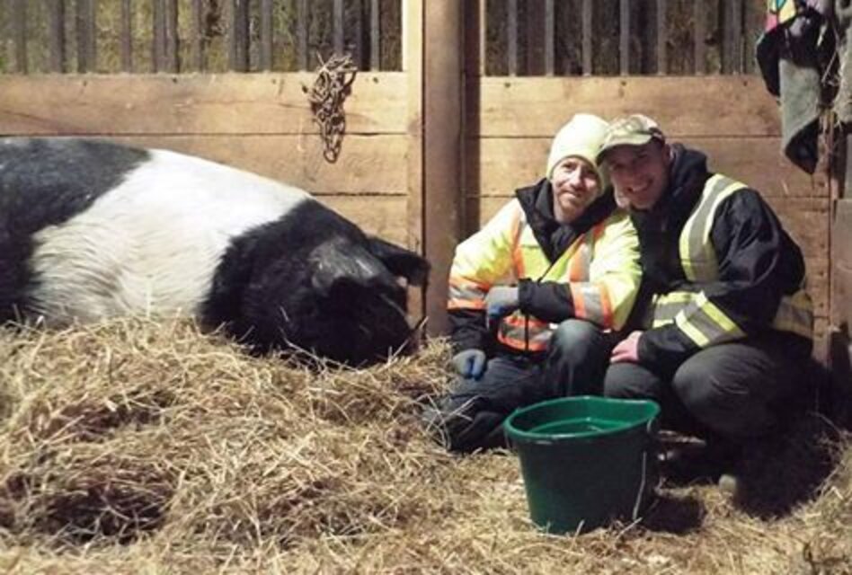 Rescued Senior Pig Purrs When He Eats Out Of His Dad's Hands - The Dodo