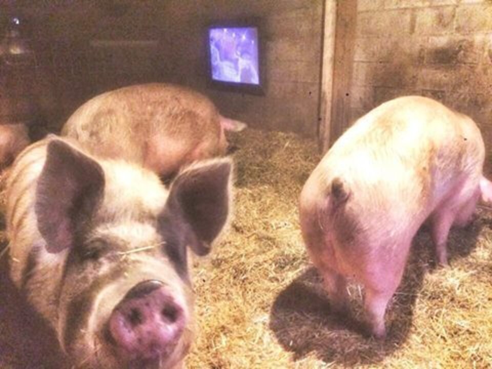 Rescued Senior Pig Purrs When He Eats Out Of His Dad's Hands - The Dodo