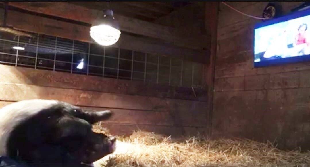 Rescued Senior Pig Purrs When He Eats Out Of His Dad's Hands - The Dodo