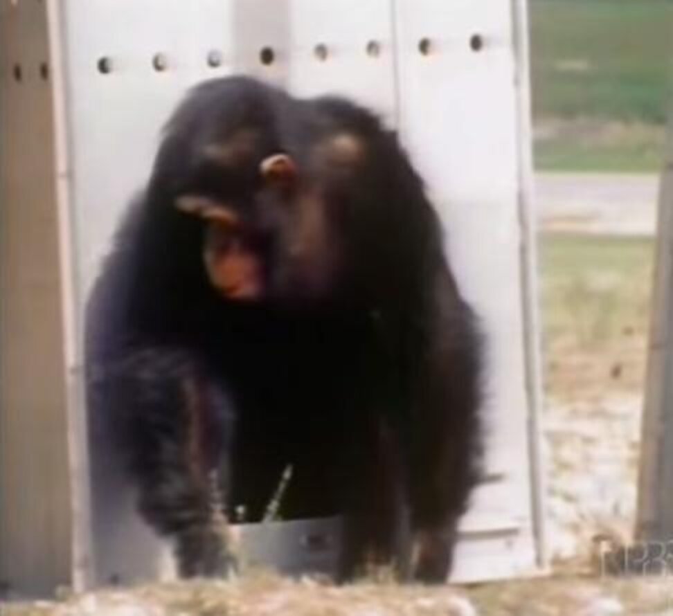 Chimp Hugs Woman Who Saved Her Life 20 Years Ago - The Dodo