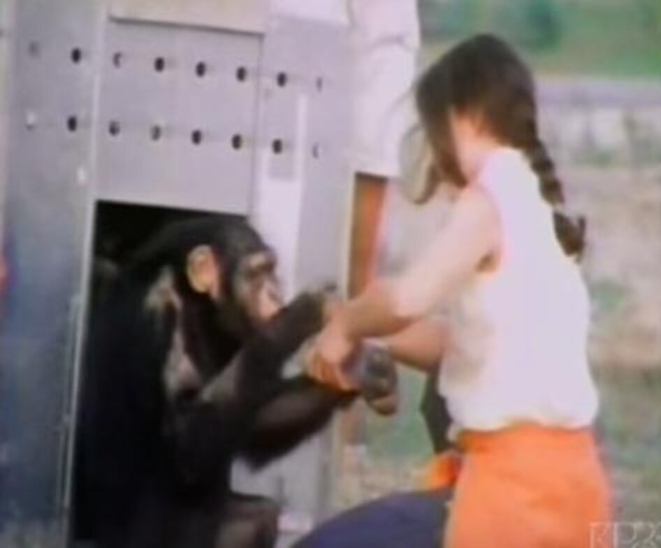 Chimp Hugs Woman Who Saved Her Life 20 Years Ago - The Dodo