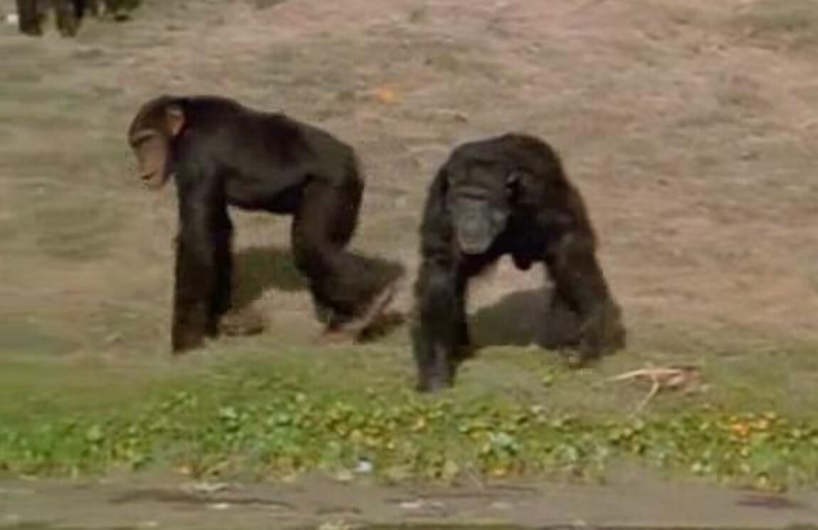 Chimp Hugs Woman Who Saved Her Life 20 Years Ago - The Dodo