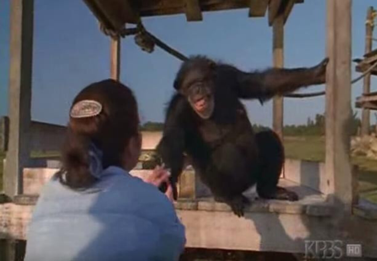 Chimp Hugs Woman Who Saved Her Life 20 Years Ago - The Dodo