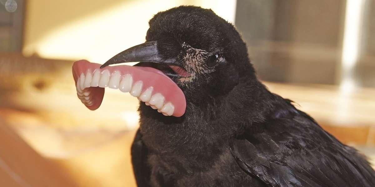 Man Saves Crow's Life, Crow Steals Man's Teeth - The Dodo