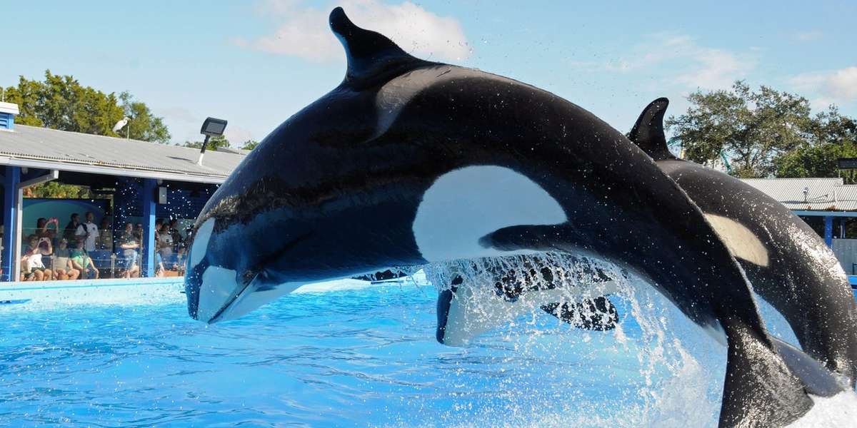 SeaWorld's Newest Commercial Is Bogus And Here Are The Numbers To Prove ...