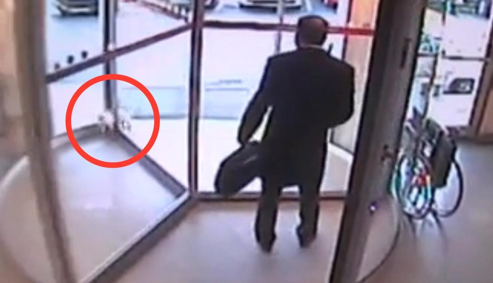 ER Doctor Revives Stray Cat Who Was Dying In Front Of Hospital - The Dodo