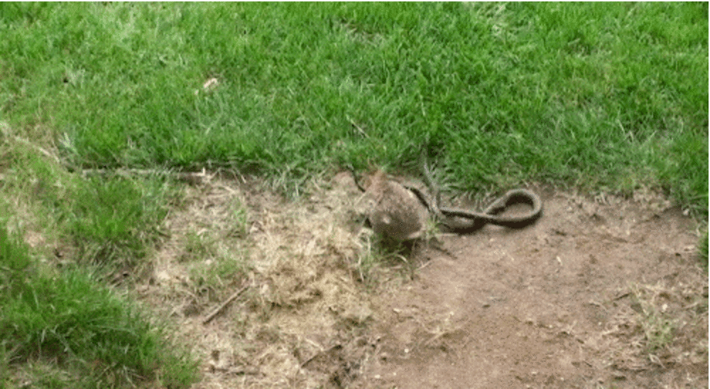 Mother Rabbit Goes After Snake Who Attacked Her Babies - The Dodo