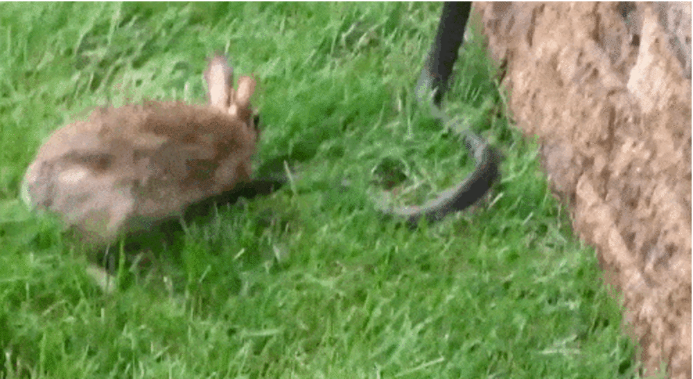 Mother Rabbit Goes After Snake Who Attacked Her Babies - The Dodo