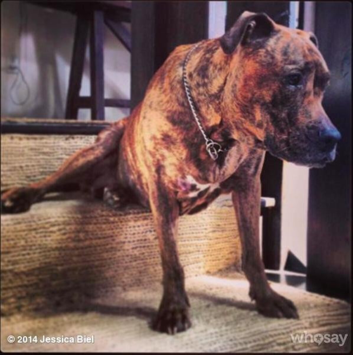 Jessica Biel's Pit Bull Might Be An Even Bigger Celeb Than Her Human ...