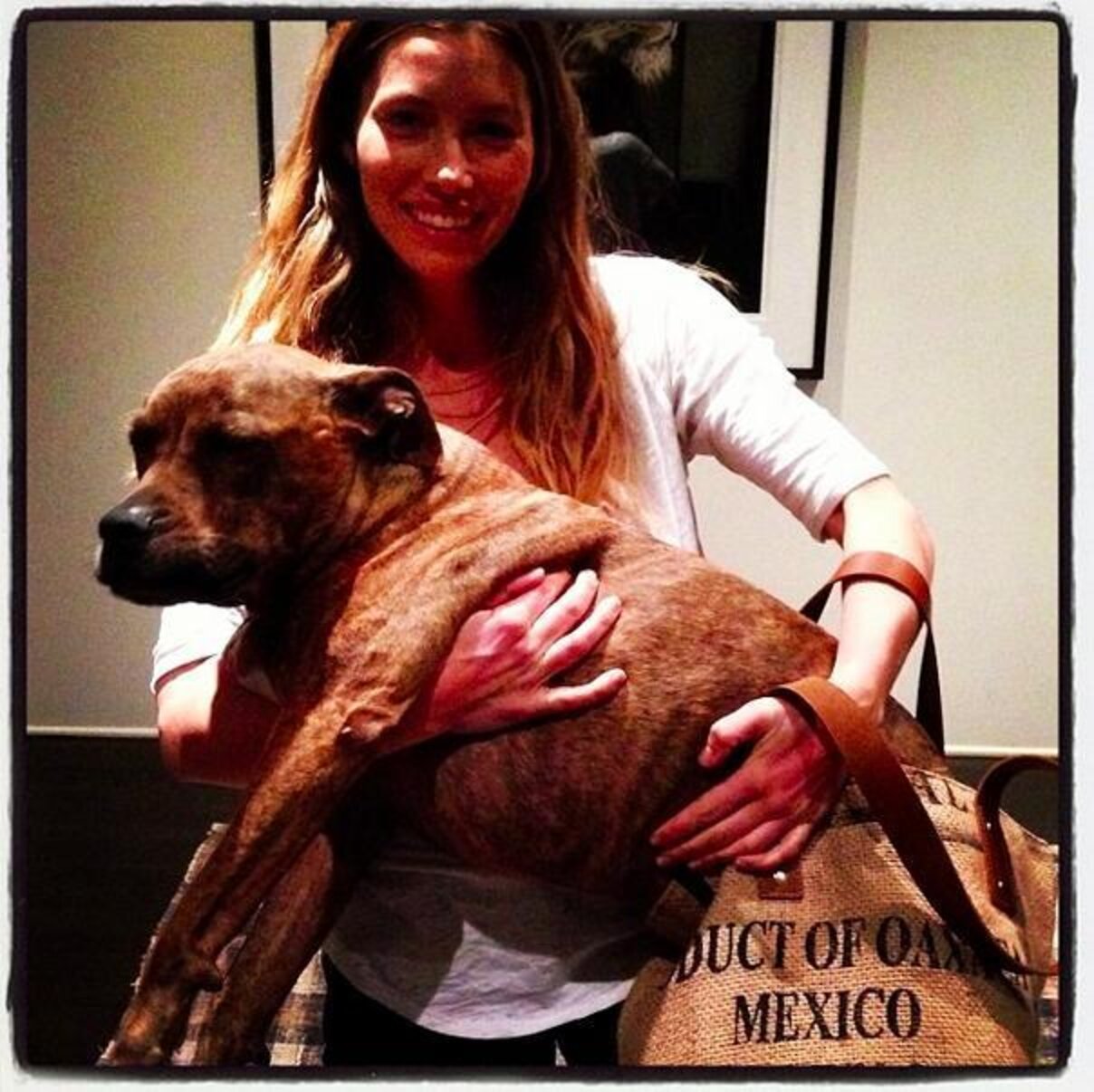 Jessica Biel's Pit Bull Might Be An Even Bigger Celeb Than Her Human ...