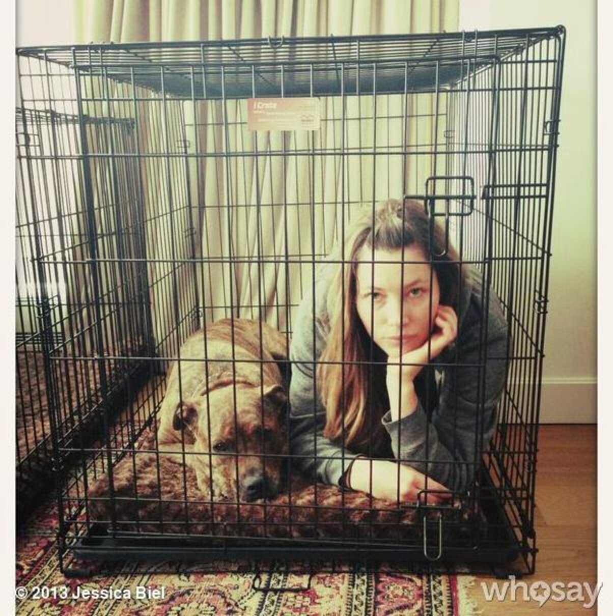 Jessica Biel's Pit Bull Might Be An Even Bigger Celeb Than Her Human ...