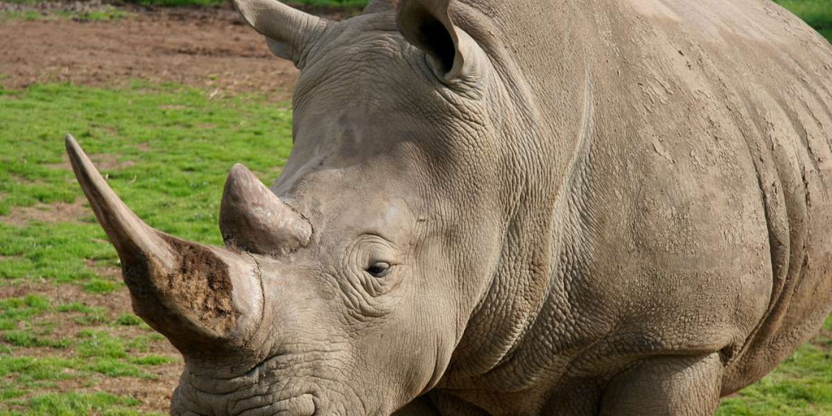 Vietnam Has Made Big Moves On Rhino Horns - The Dodo