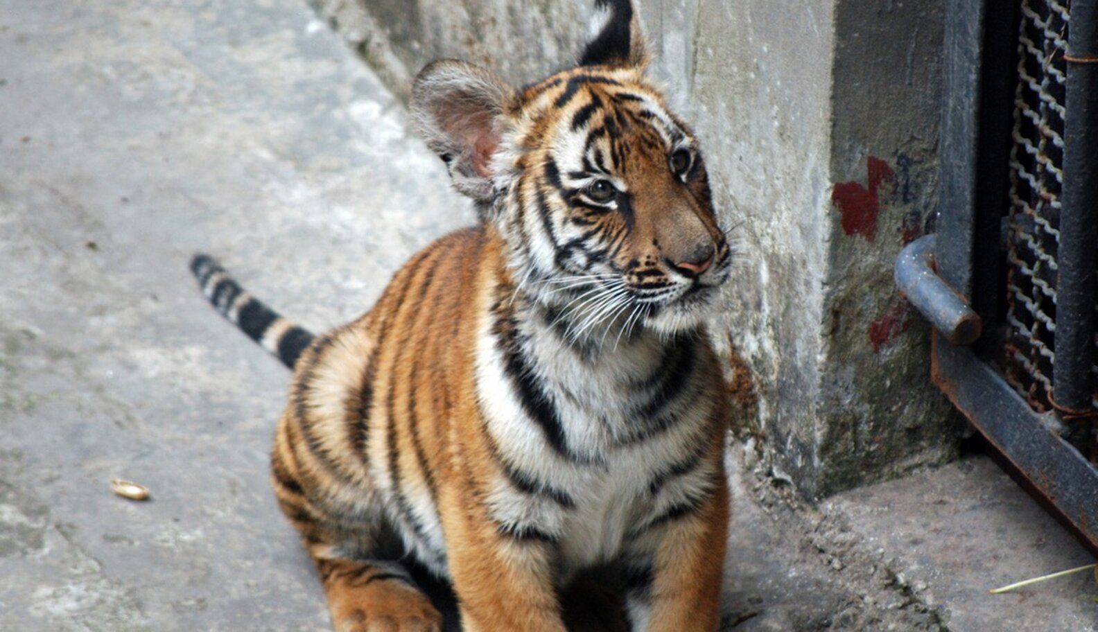 These 10 Animals May Go Extinct In Our Lifetimes - The Dodo