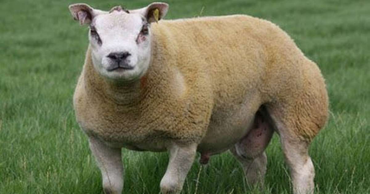 This Insanely Muscular Sheep Actually Exists - The Dodo