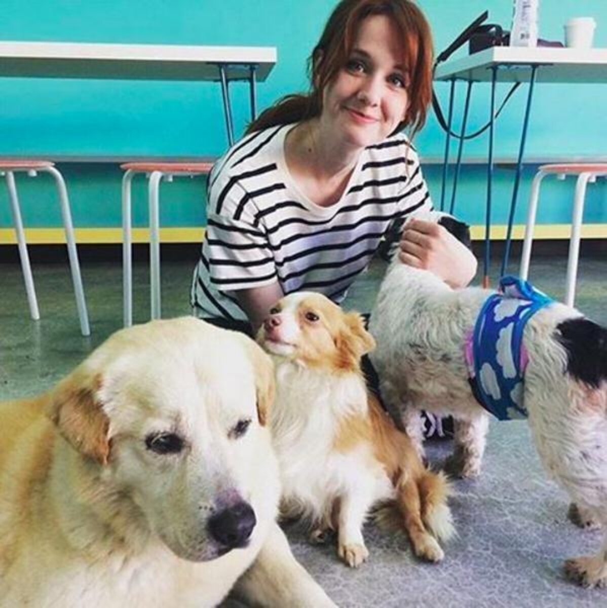 New Dog Cafe Lets You Adopt A Dog With Your Coffee - The Dodo