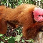 Great Potoo Facts: The Camouflage Bird With A Haunting Call - The Dodo