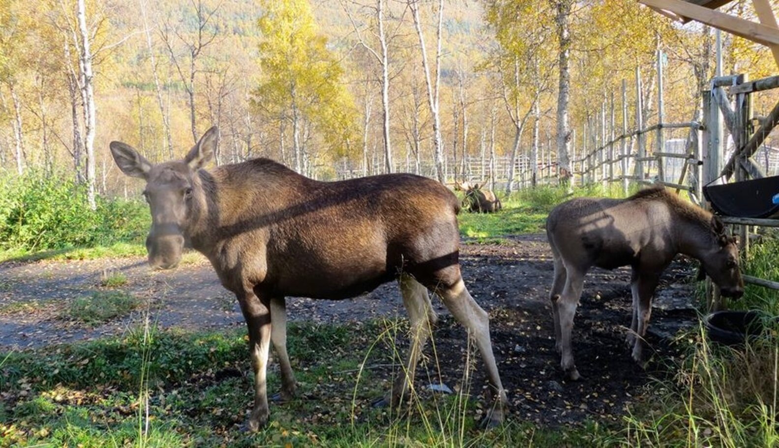 Hunters Kill Two Moose, Only To Discover They're In A Zoo - The Dodo