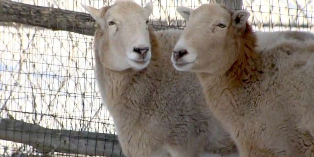 Escaped Sheep Captured, Sent To Prison - The Dodo