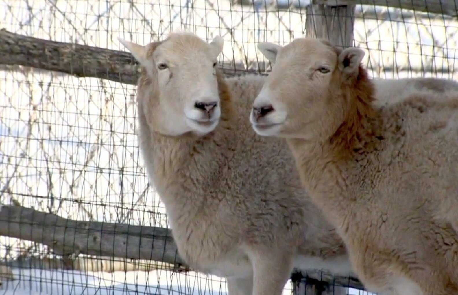Escaped Sheep Captured, Sent To Prison - The Dodo