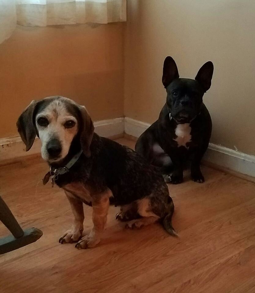 Woman Adopts Sick 16-Year-Old Beagle So She'll Know What Family Feels ...