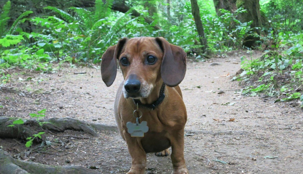 FELLOW'S PITCH: Meet Obie, The Weight-Loss Star Formerly Known As The ...