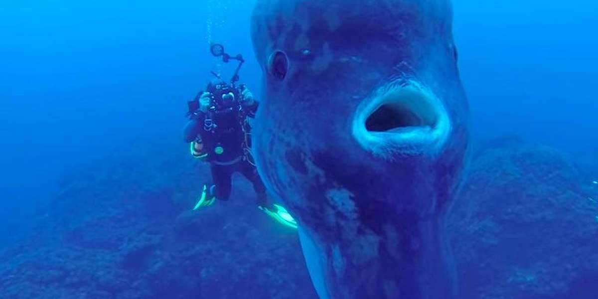 Divers Stumble Upon The Biggest Fish They've Ever Seen - The Dodo