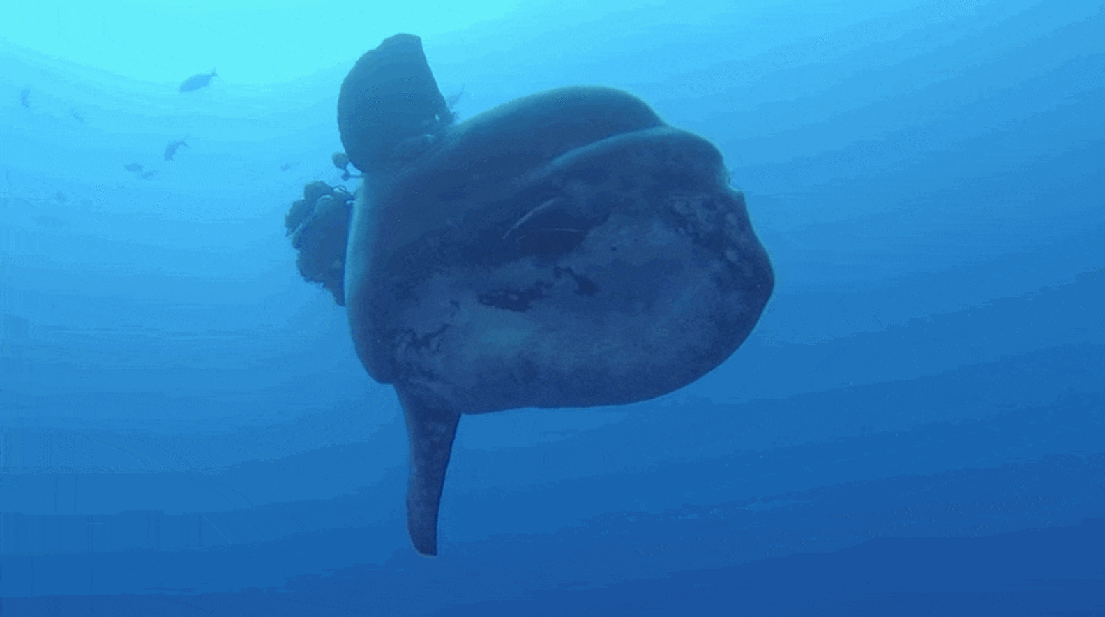 Divers Stumble Upon The Biggest Fish They've Ever Seen - The Dodo